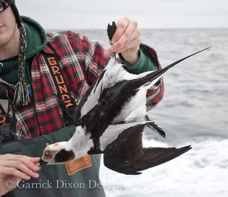 Long-Tailed Duck • Old Squaw | New England Sea Duck Hunting