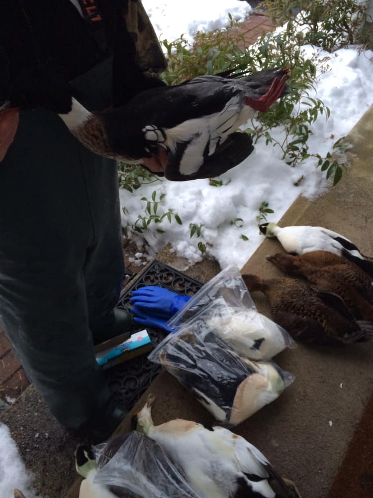 Photos | New England Sea Duck Hunting